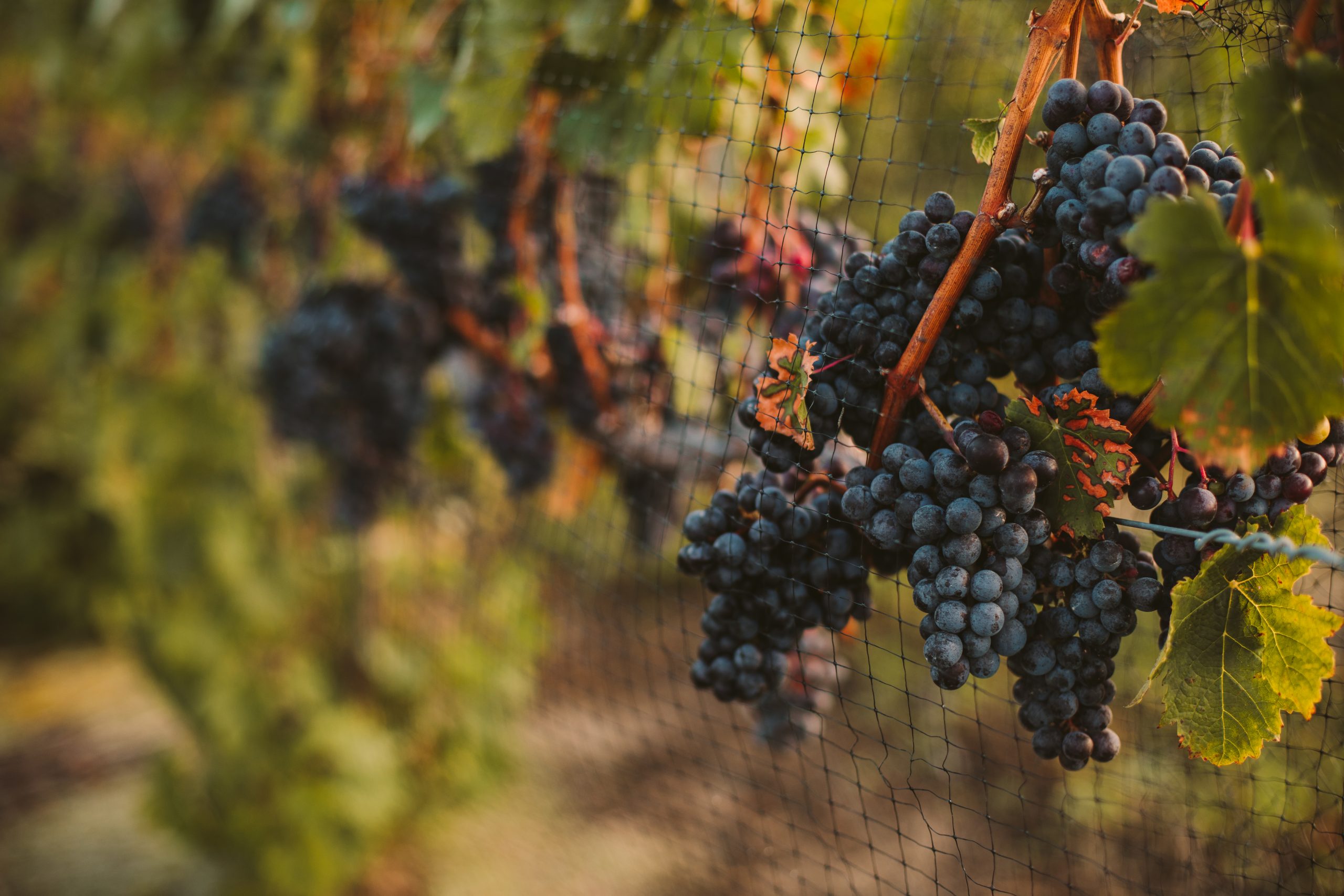 Earth Day: What Aurora Cellars is Doing to be an Eco-Friendly Winery