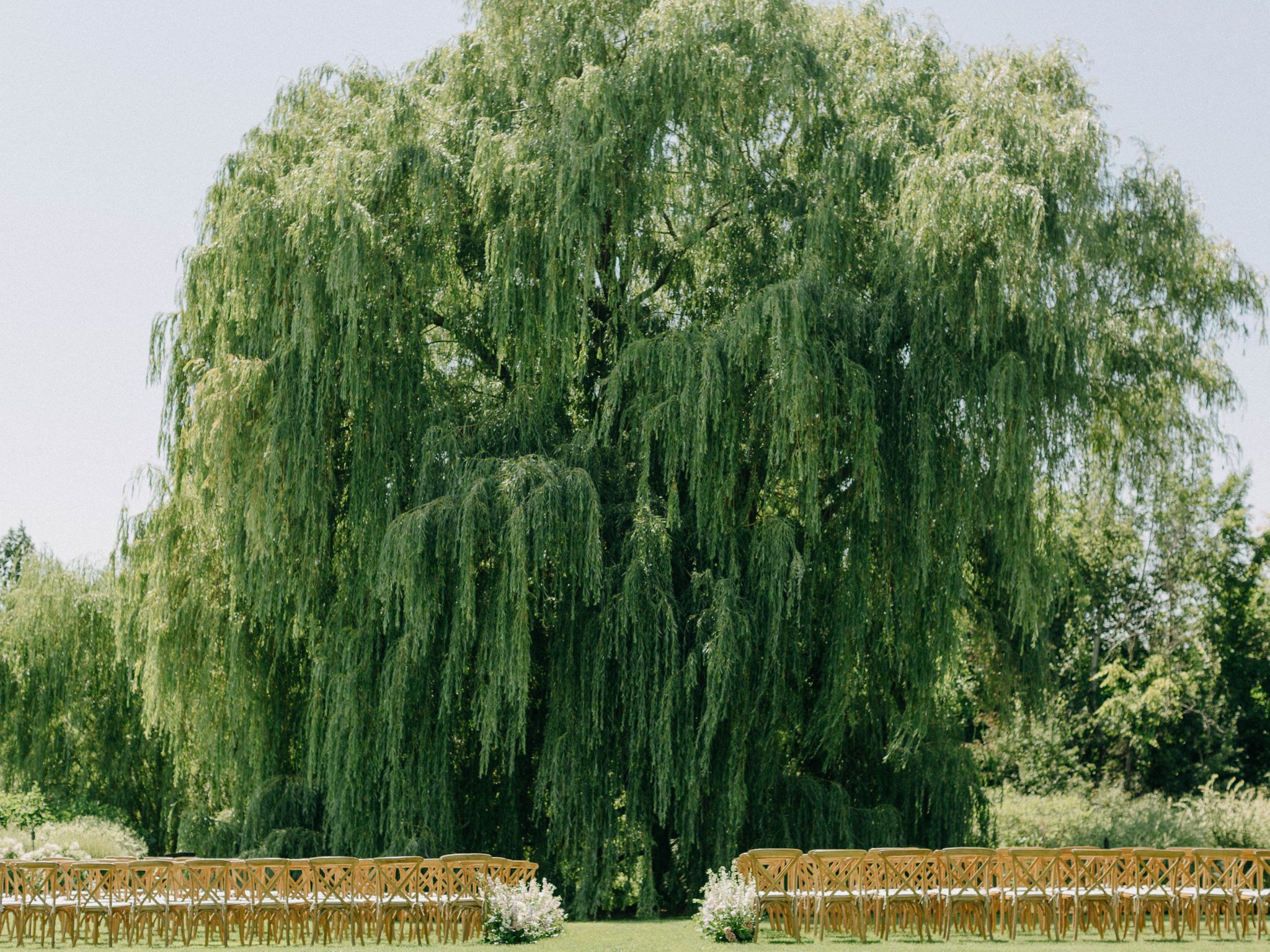 Exploring the Symbolism and Serenity of The Majestic Willow Tree ...